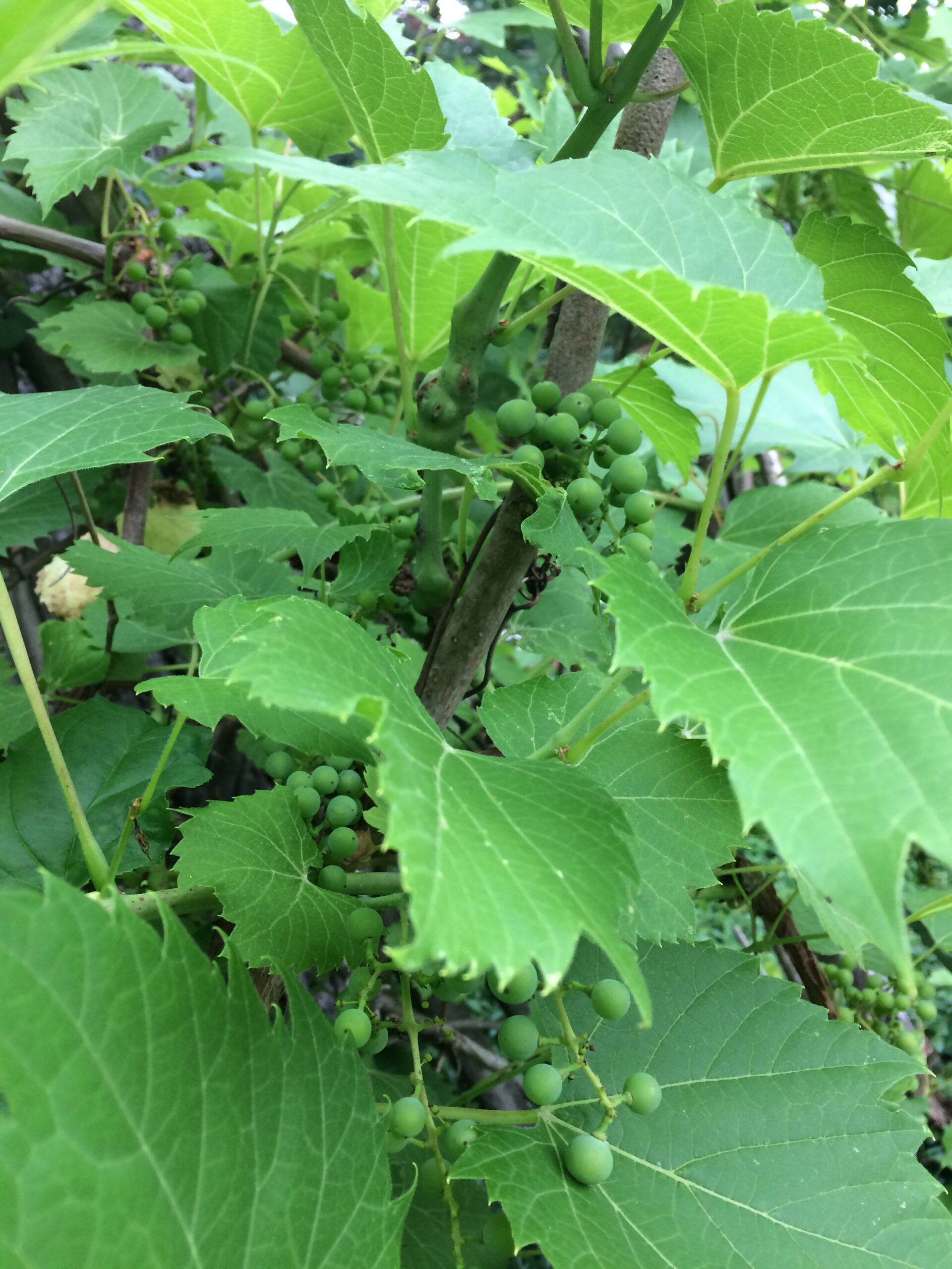 CUPE 3911 – CUPE 3911 representing the part-time Academic Instructors ...